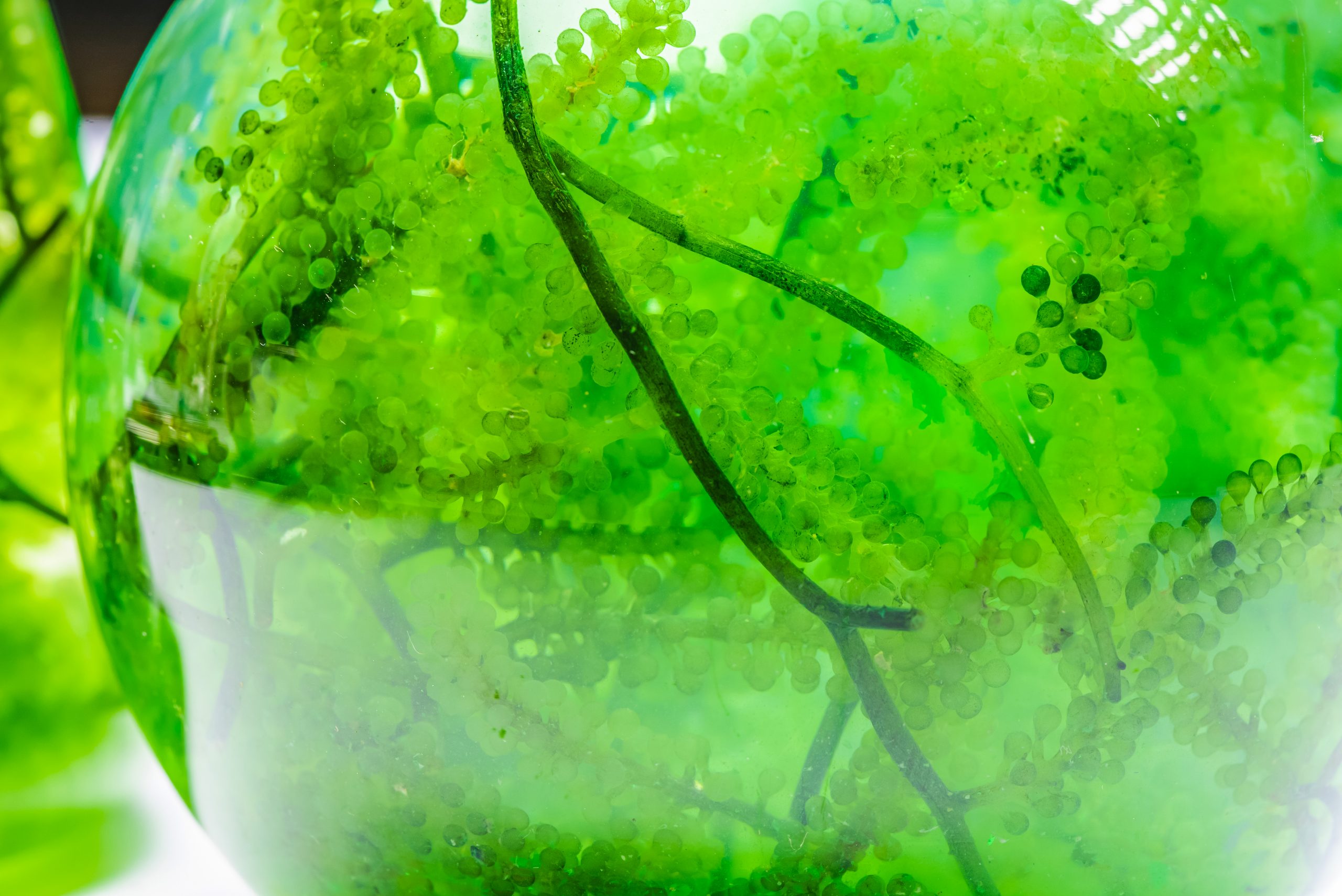 AIREE: Mongolia – Sustainable Landscapes, Green City Development ...